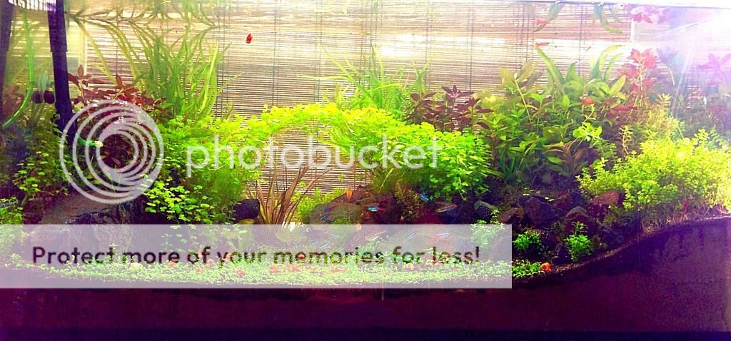 "triarch" philippines. | The Planted Tank Forum