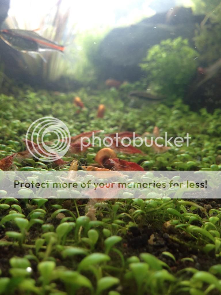 "triarch" philippines. | The Planted Tank Forum