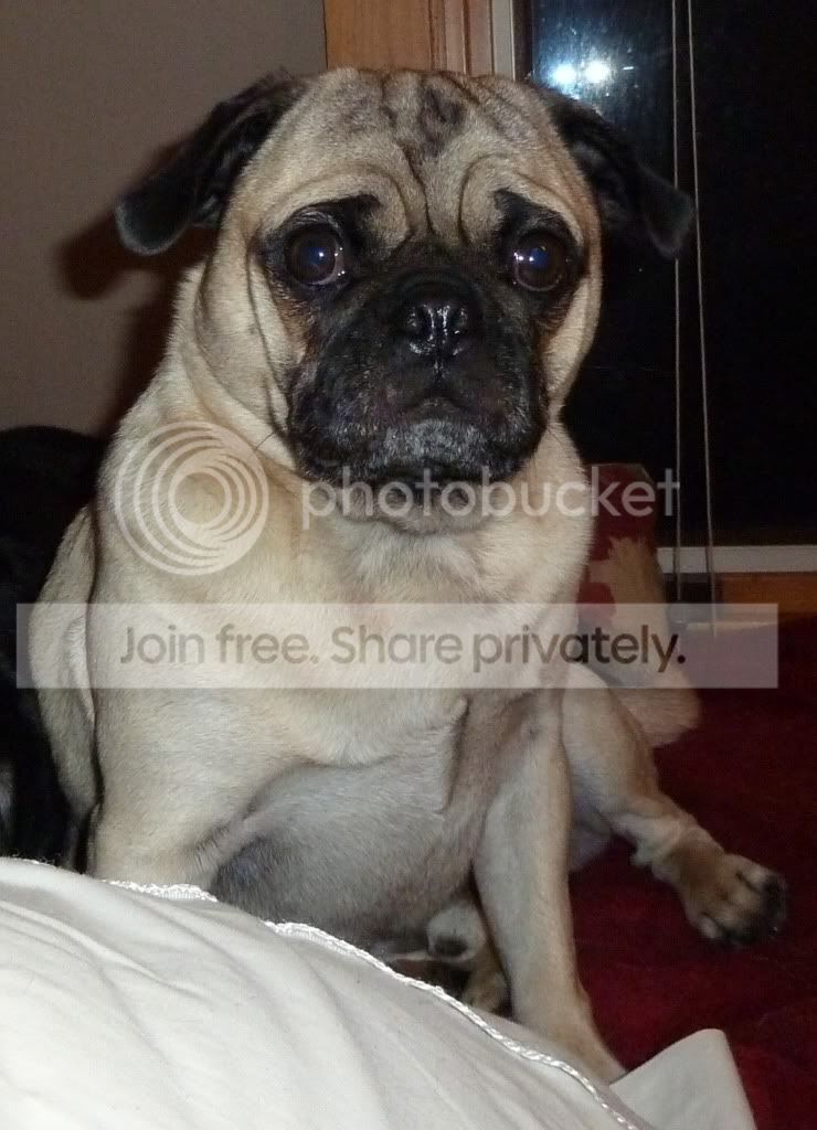 Southeastern CT Pug Meetup Group
